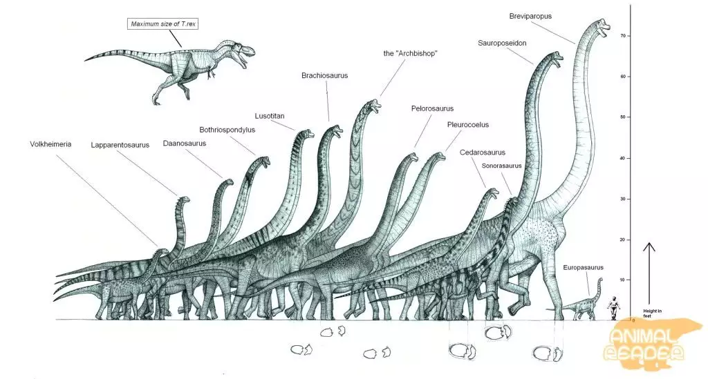 El dinosaurio más grande y pesado.