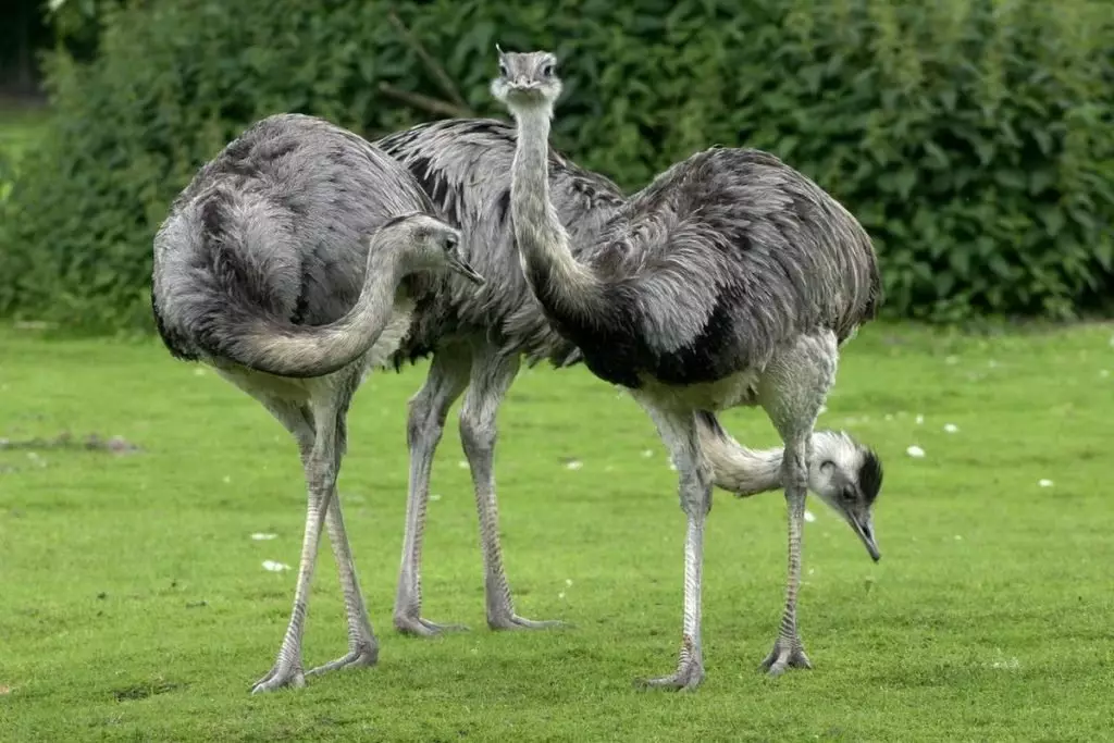 Ostriches muaj nyob hauv ntau lub tebchaws ntawm peb lub Ntiaj Teb.