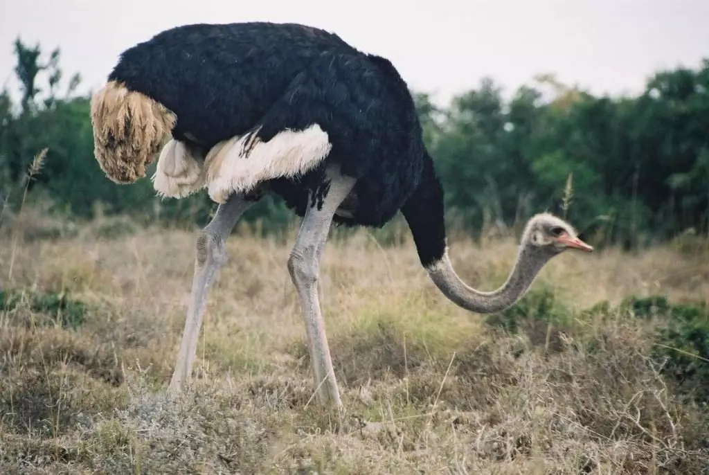 Feem ntau yuav, khoov mus rau hauv av hauv kev tshawb nrhiav zaub mov, ostriches