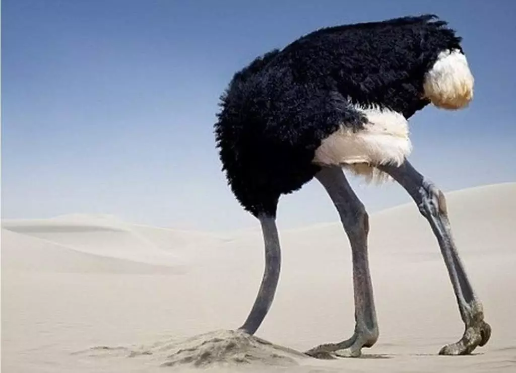 Ang mga larawan na may mga ostriches na inilibing ang kanilang mga ulo sa buhangin ay peke, dahil ang feathered giant na ito ay malamang na hindi takutin ng anuman.