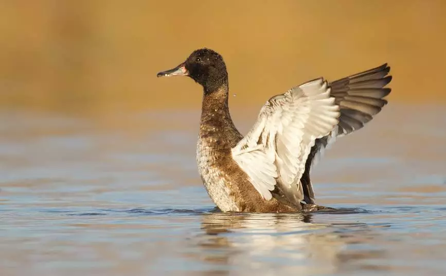 Bata mwenye kichwa nyeusi (Heteronetta atricapilla)