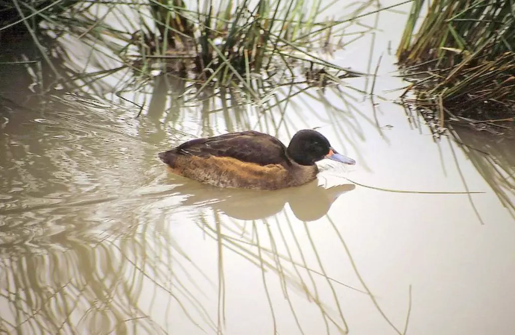 Bata mwenye kichwa nyeusi (Heteronetta atricapilla)