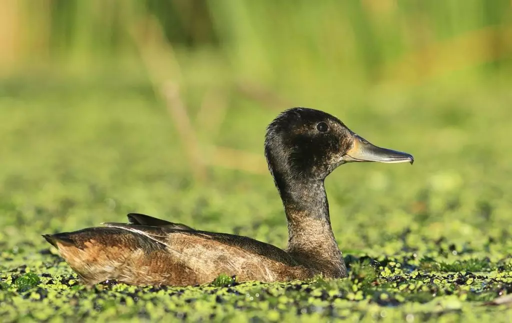 Itik berkepala hitam (Heteronetta atricapilla)