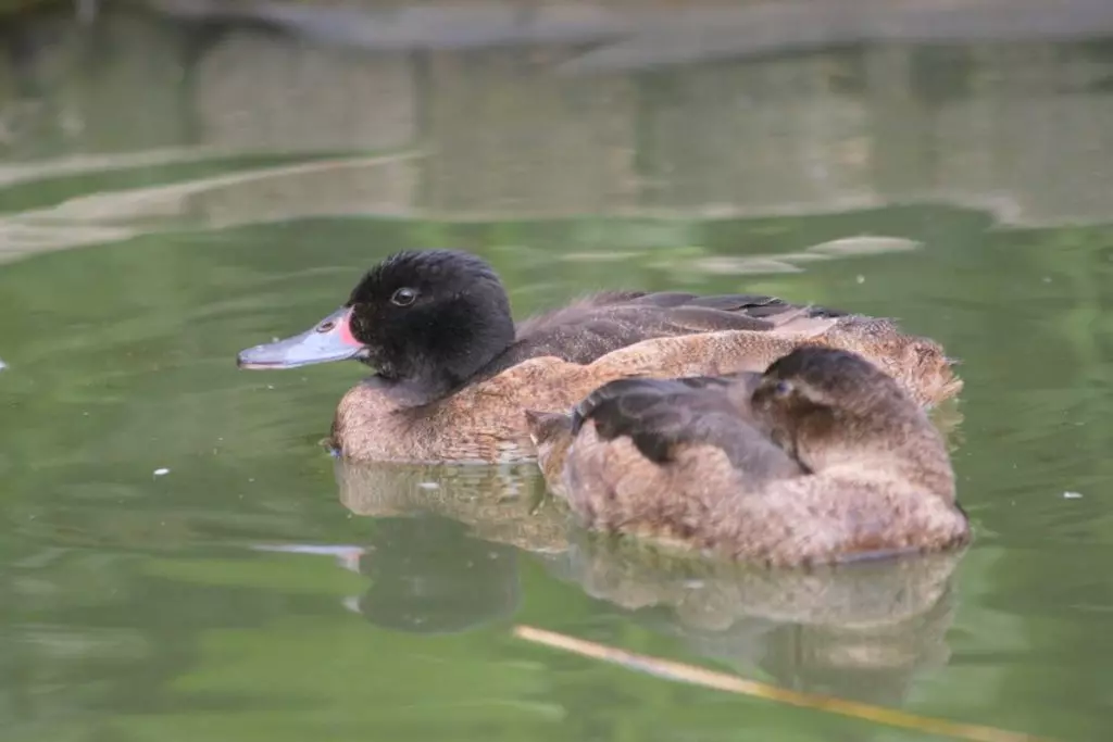 Duck madaxa madow leh (Heteronetta atricapilla)