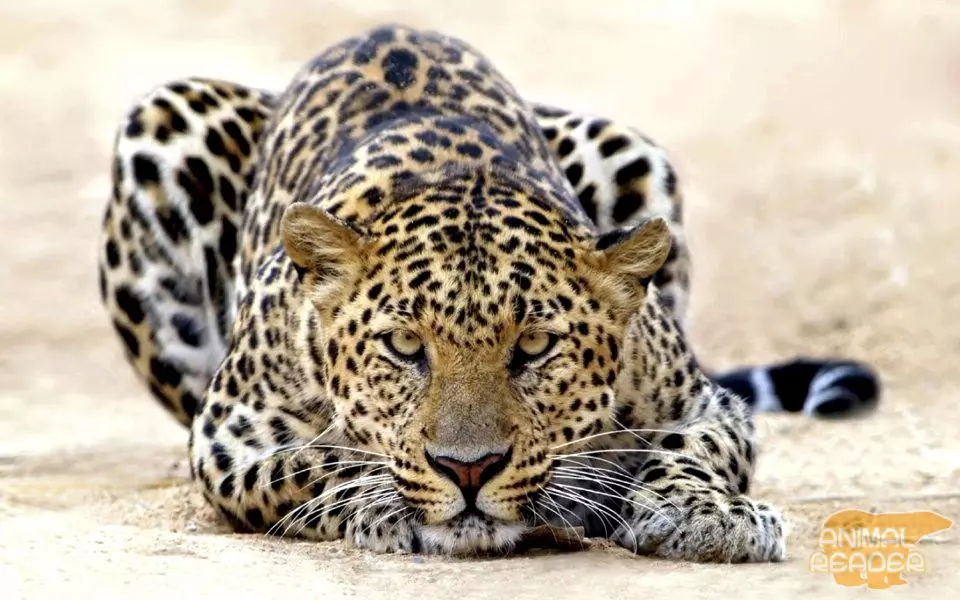 Leopard, Panther, Panthera Pardus