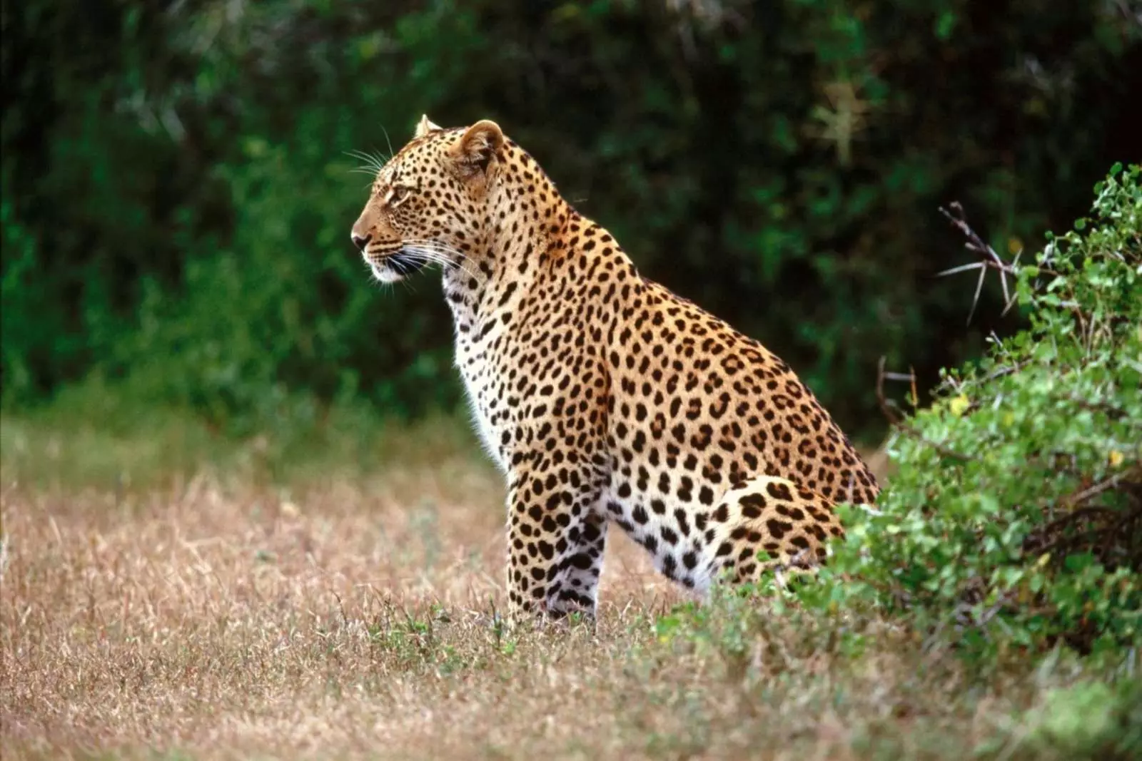 Una femella de lleopard pot portar, com a regla general, no més de tres cadells.