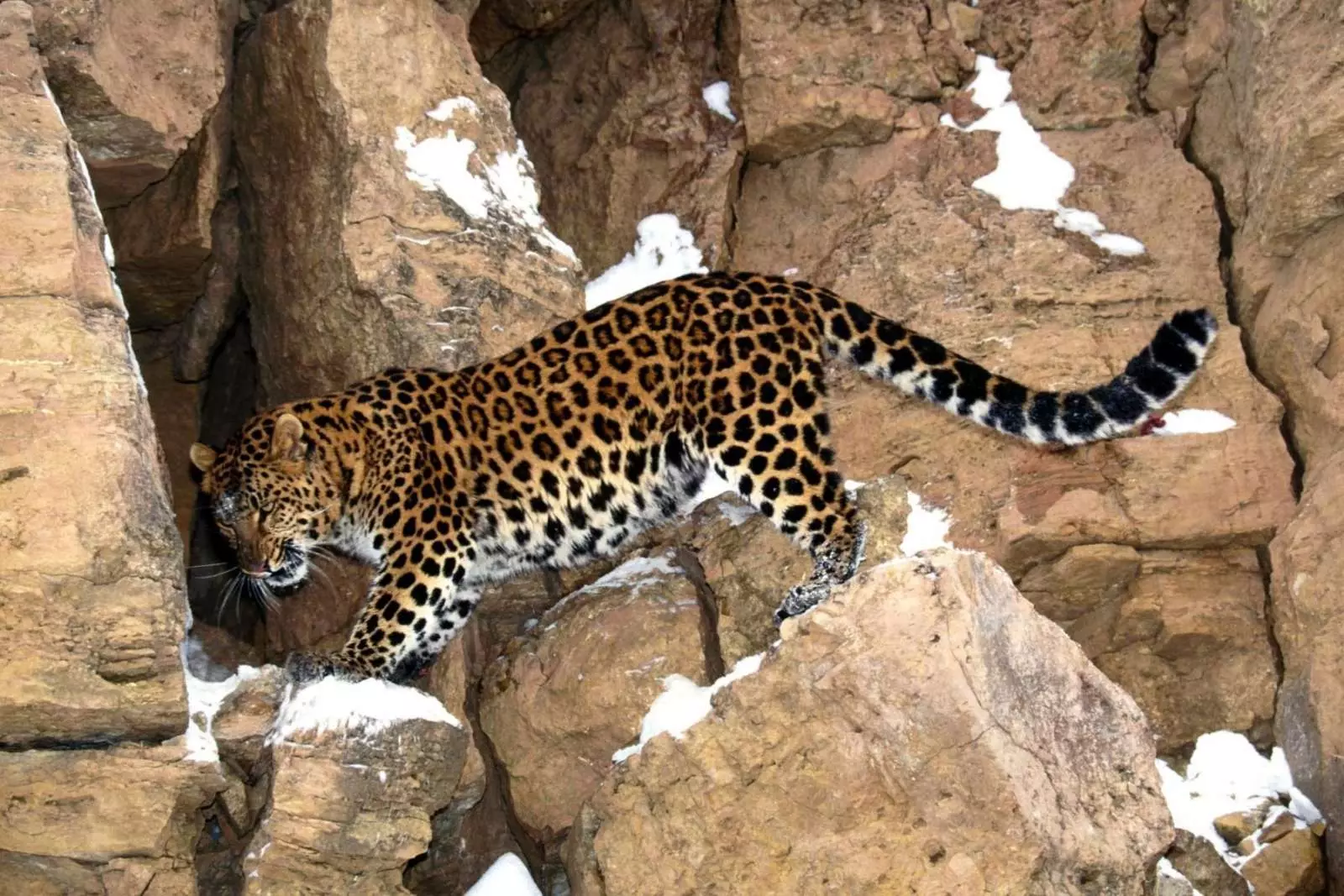 Macan tutul menyembunyikan mangsanya di pohon.