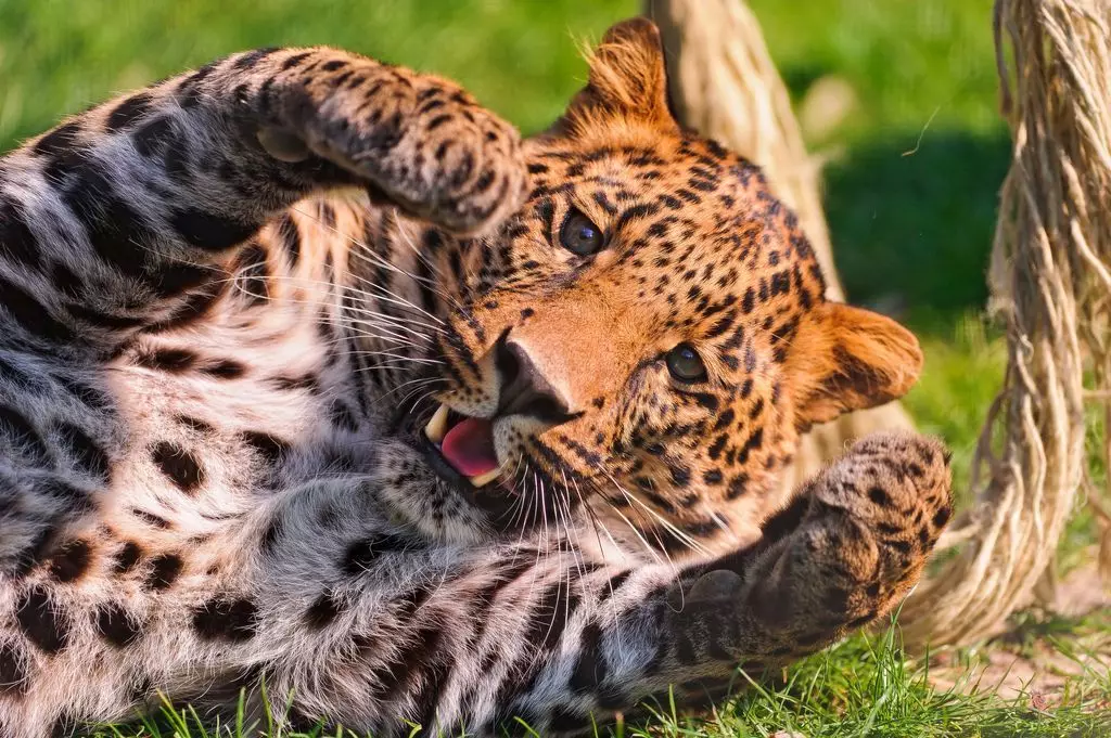 Bayi macan tutul bermain di kebun binatang.