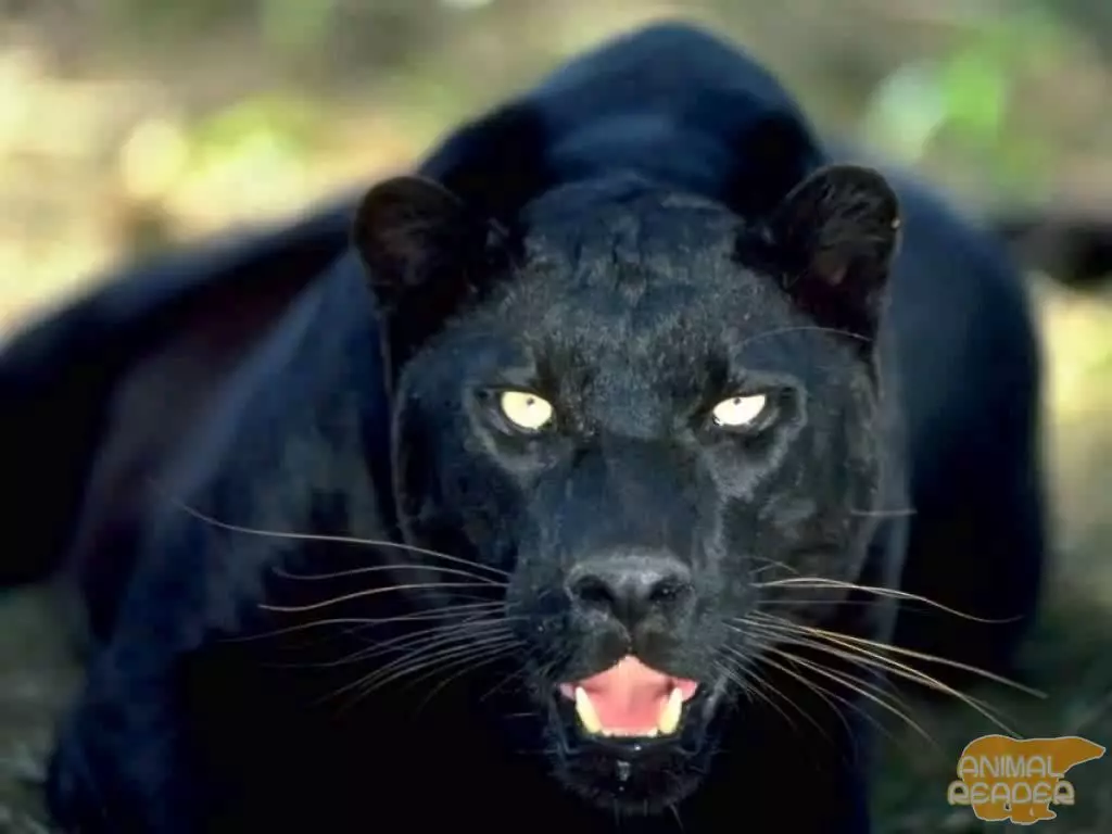 Liopard dubh, panther