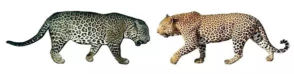 Liopard agus jaguar - comparáid.