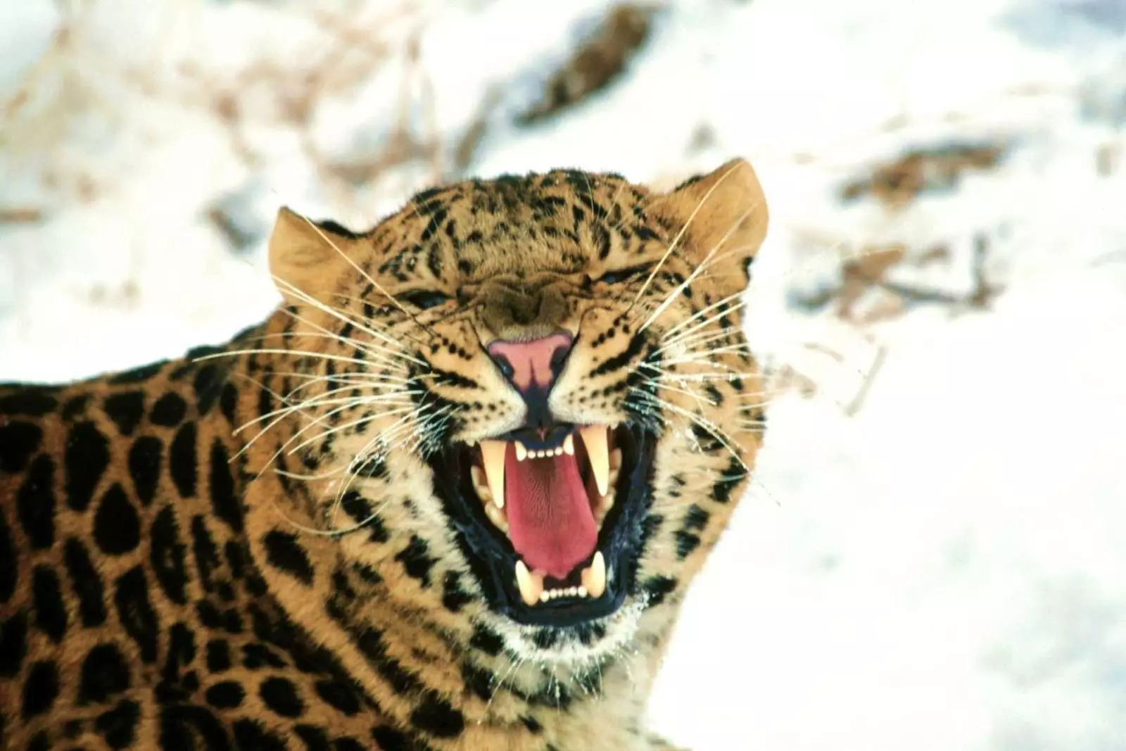 El lleopard és un gran caçador de fauna terrestre.