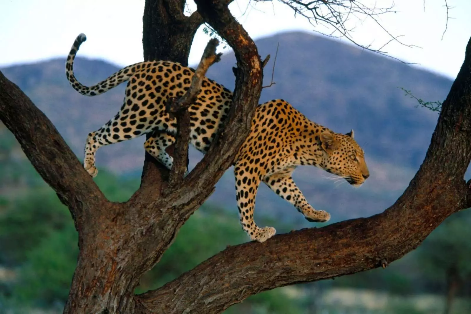 El lleopard se sent molt bé en un arbre.