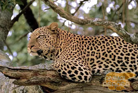 L’arbre és el lloc de descans preferit del lleopard