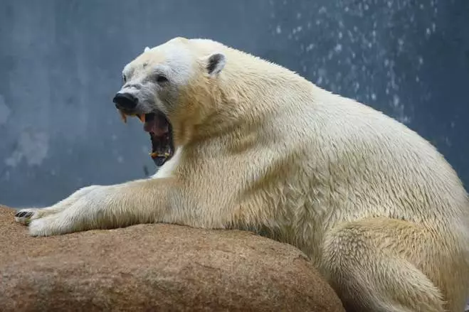 O urso polar não é um animal fofo e fofo.