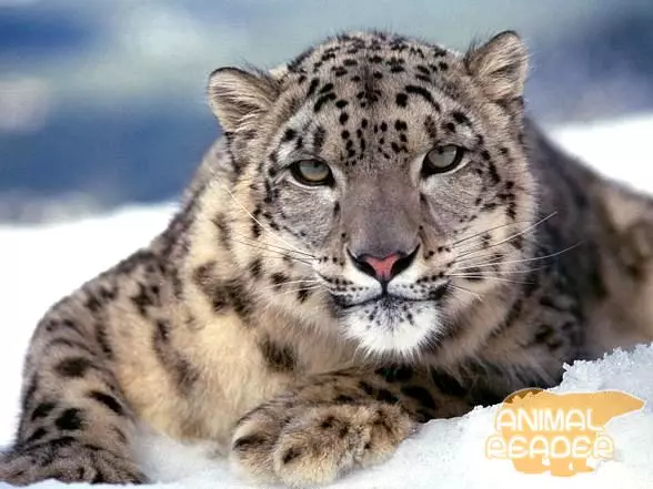Irbis ali snežni leopard