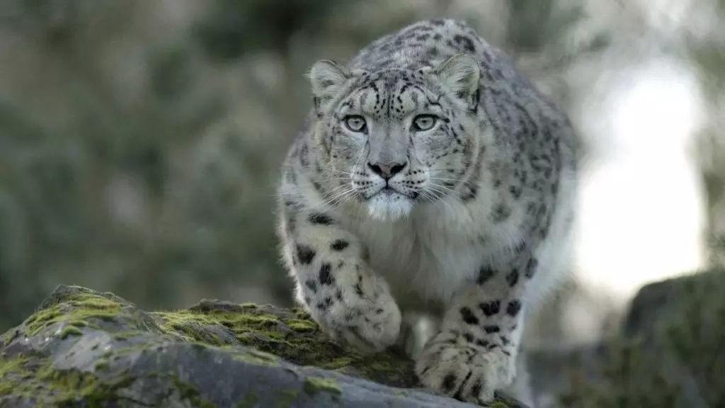 Devido ao seu grande tamanho, o leopardo da neve não tem inimigos na natureza.