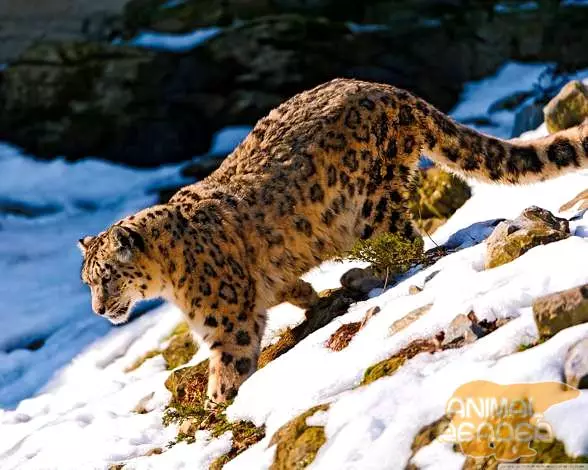 Snehový leopard má hustú pestrú kožušinu, ktorá ho dokonale maskuje.