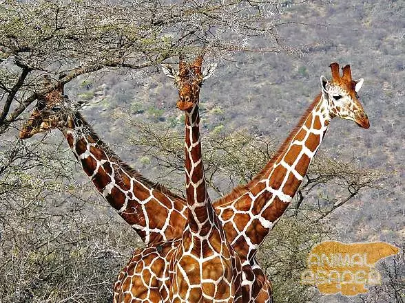 Giraffes hauv lawv qhov chaw nyob