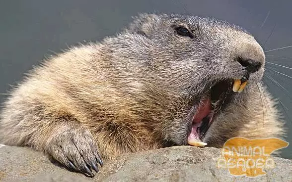 Beavers ezimangalisayo kunye namadama abo e-beaver