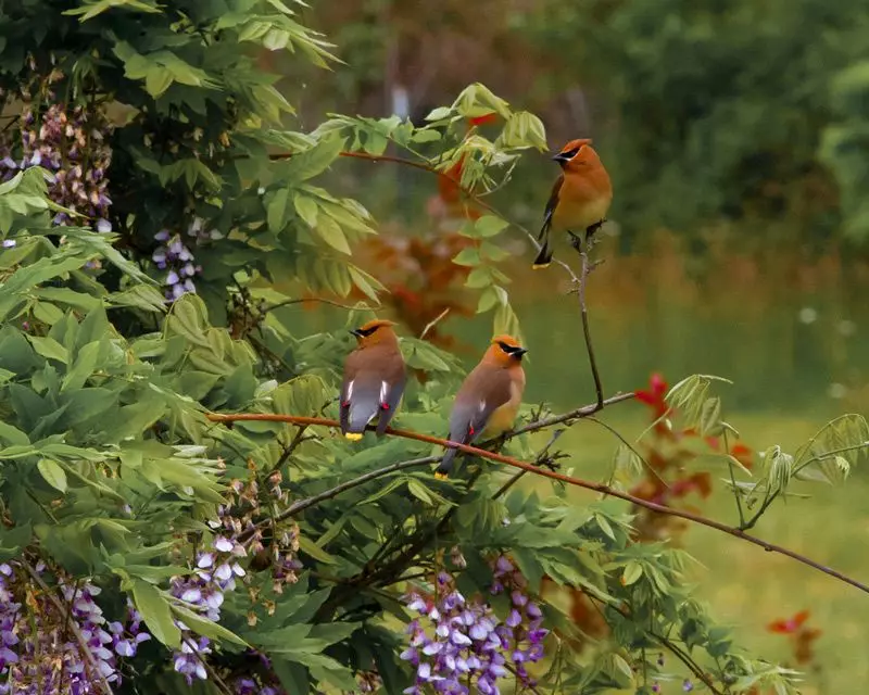 Mohlape oa mapolanka a kedare ka moferong oa wisteria