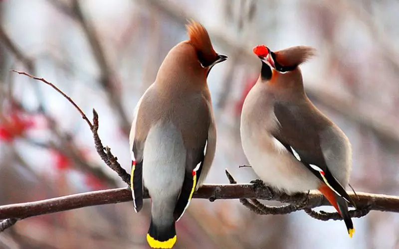 Li-waxwings tse tloaelehileng (Bombycilla garrulus)