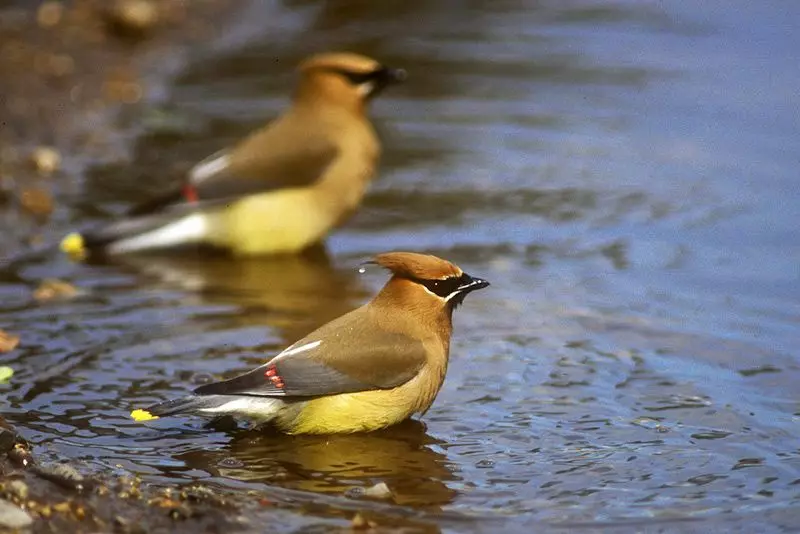 Cedar waxwings- ը լողանում է առվակի մեջ