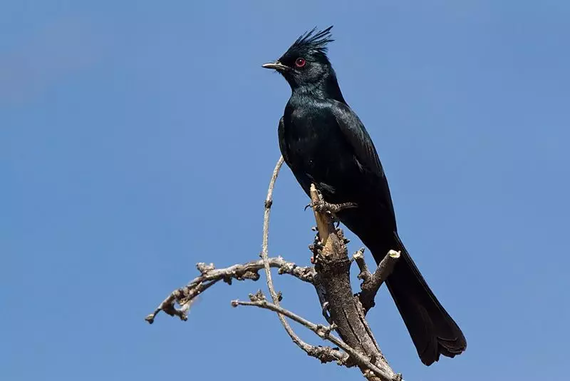 Macho de asa de cera negra (Phainopepla nitens)