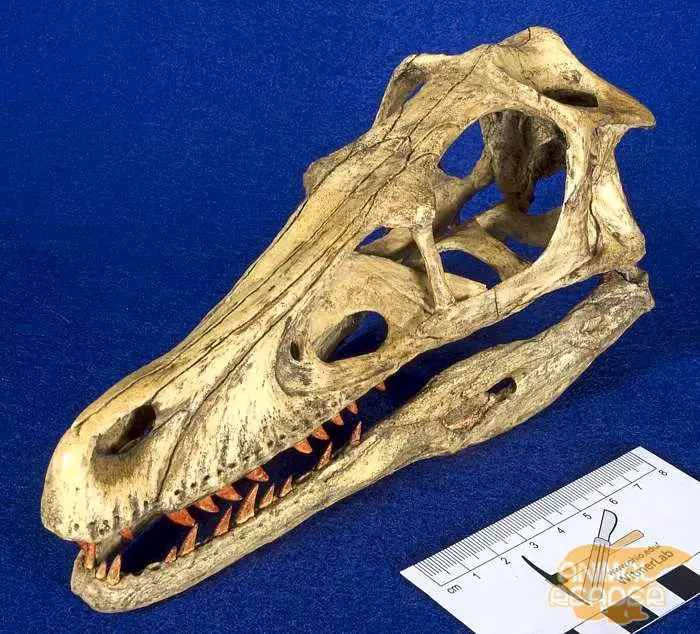 Lengd höfuðkúpu Velociraptor var um 25 cm