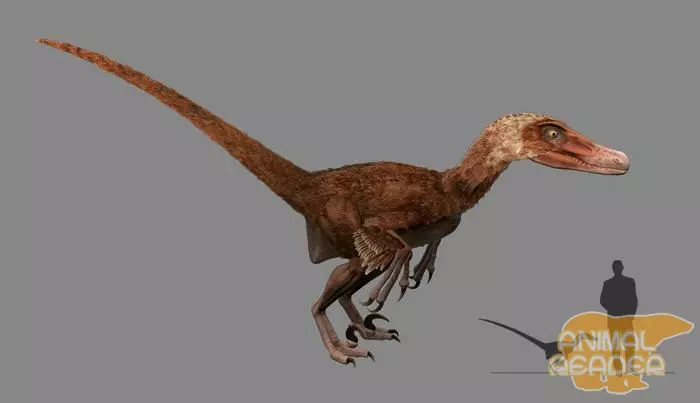 Velociraptor að mannstærðarhlutfalli