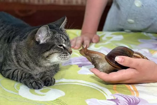 Jako domácí mazlíčci nejsou šneci v žádném případě horší než stejní psi nebo kočky.