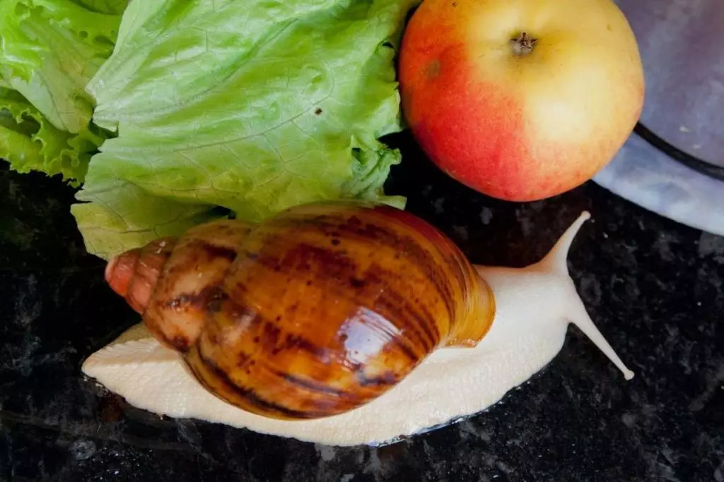 Les pommes et les bananes peuvent parfois être choyées avec un gastéropode.