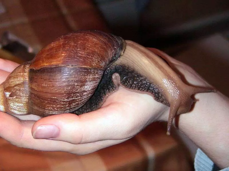 Puževi se, kao i svaki kućni ljubimac, osjećaju vlasnikom.