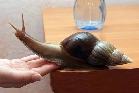 Les mains avec lesquelles vous tenez l'escargot doivent être propres.