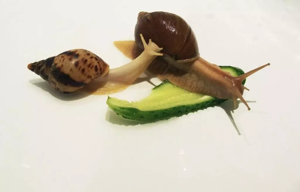 Les concombres sont l'un des mets préférés des escargots, en particulier Achatina.