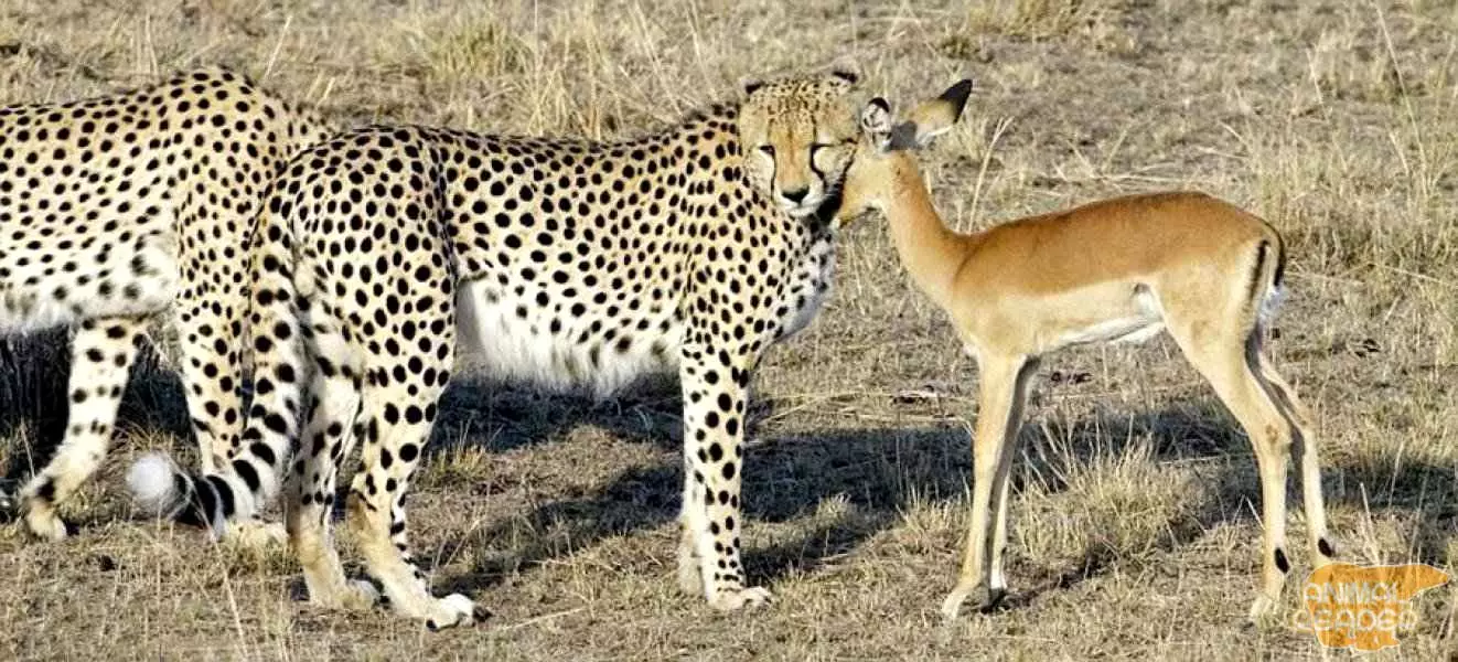 Cheetah gjuan kur është i uritur