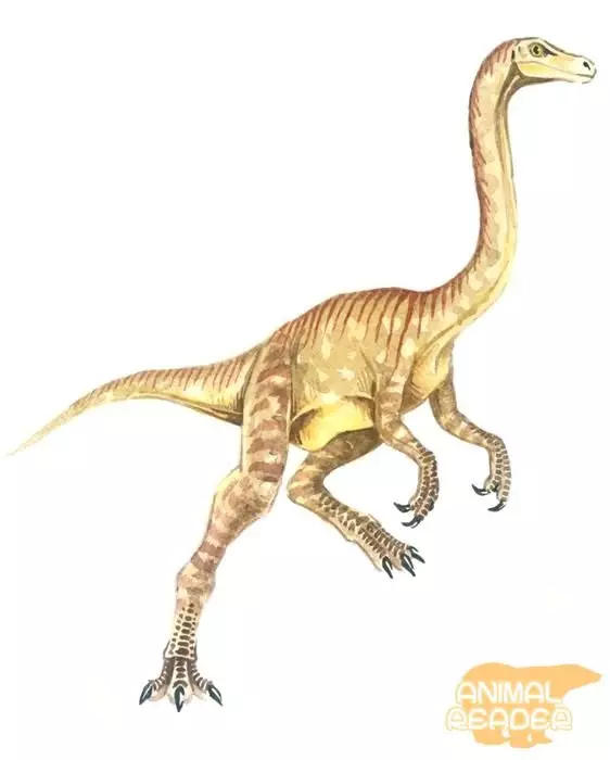 Seperti apa Gallimimus