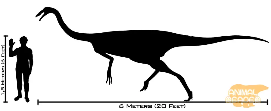 Gallimimus - муқоисаи андоза бо одам