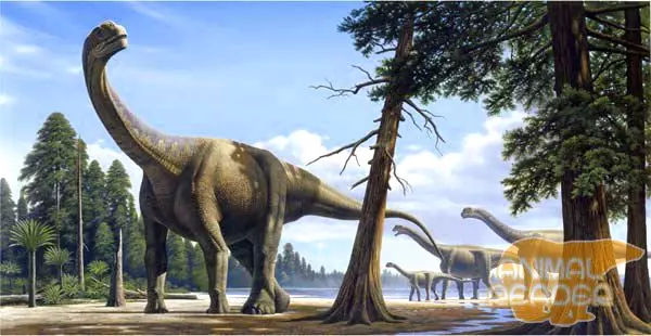 蜥脚类恐龙 - 最大的恐龙