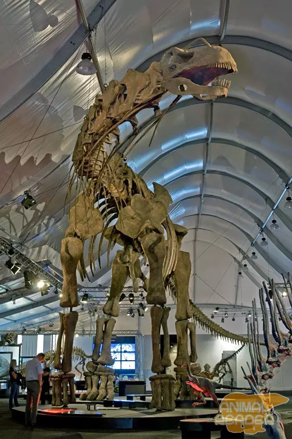Bộ xương Argentinosaurus