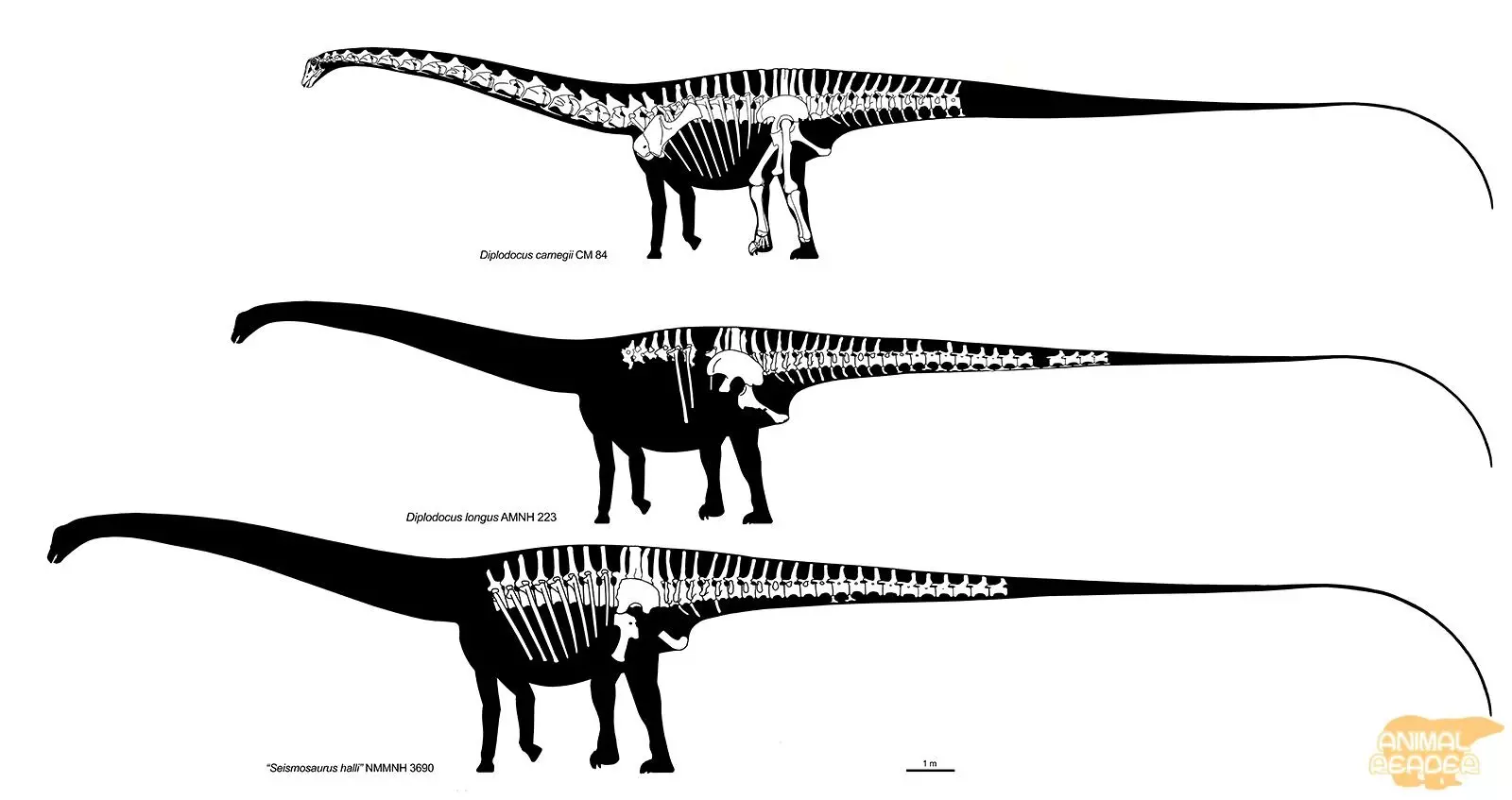 أكبر الديناصورات