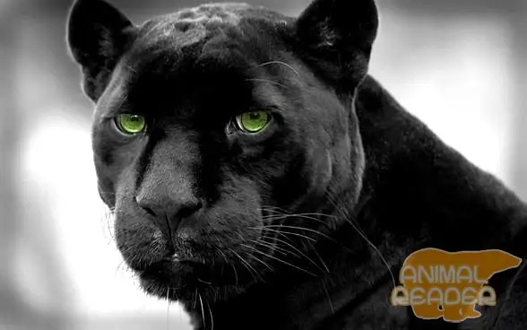 Crna pantera - mitovi i činjenice