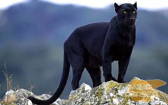 Leopardo negro ou pantera
