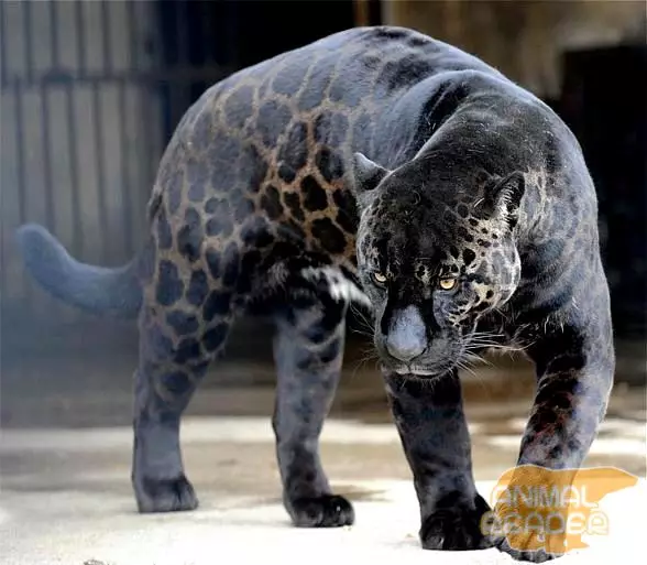 Svart jaguar