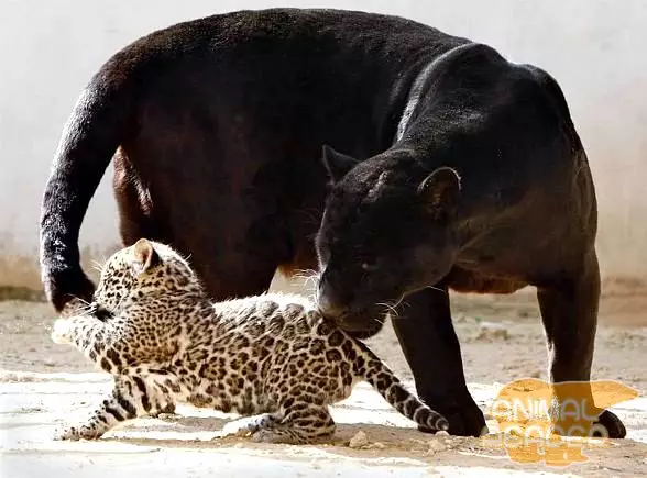 Jaguar - Panther