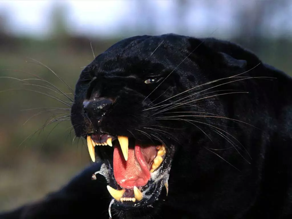 Panther rânjește
