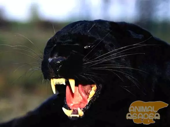 Panther je nevaren plenilec
