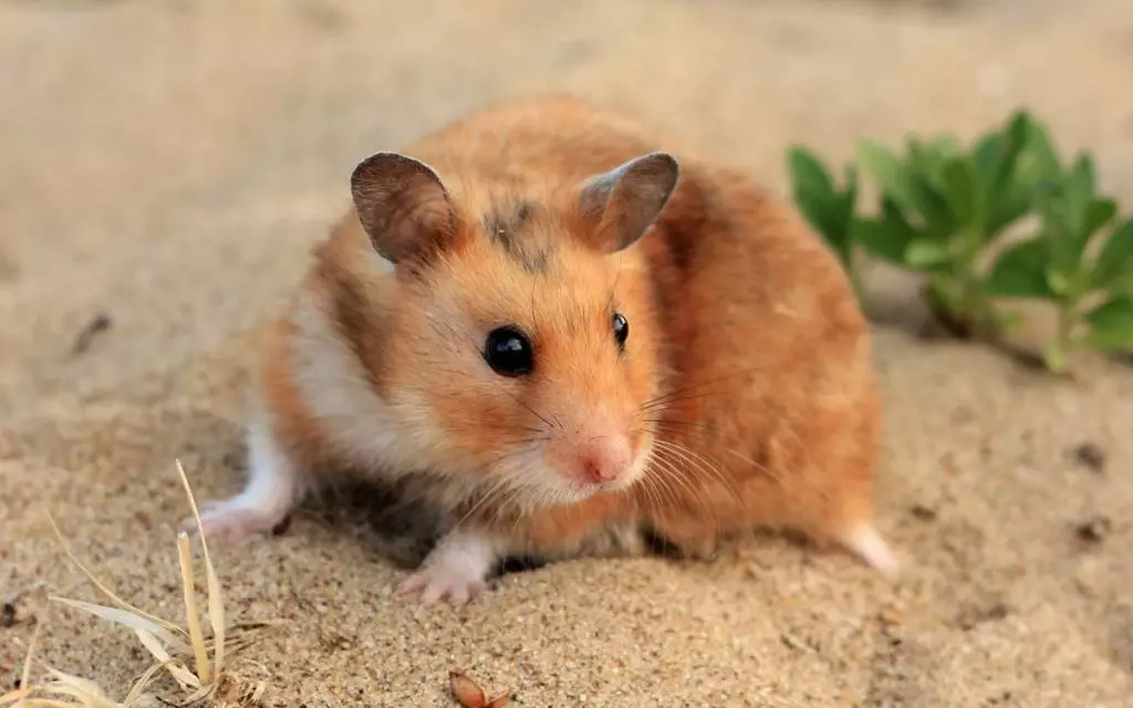 Hamster juga menghuni lanskap antropogenik - ladang, kebun.