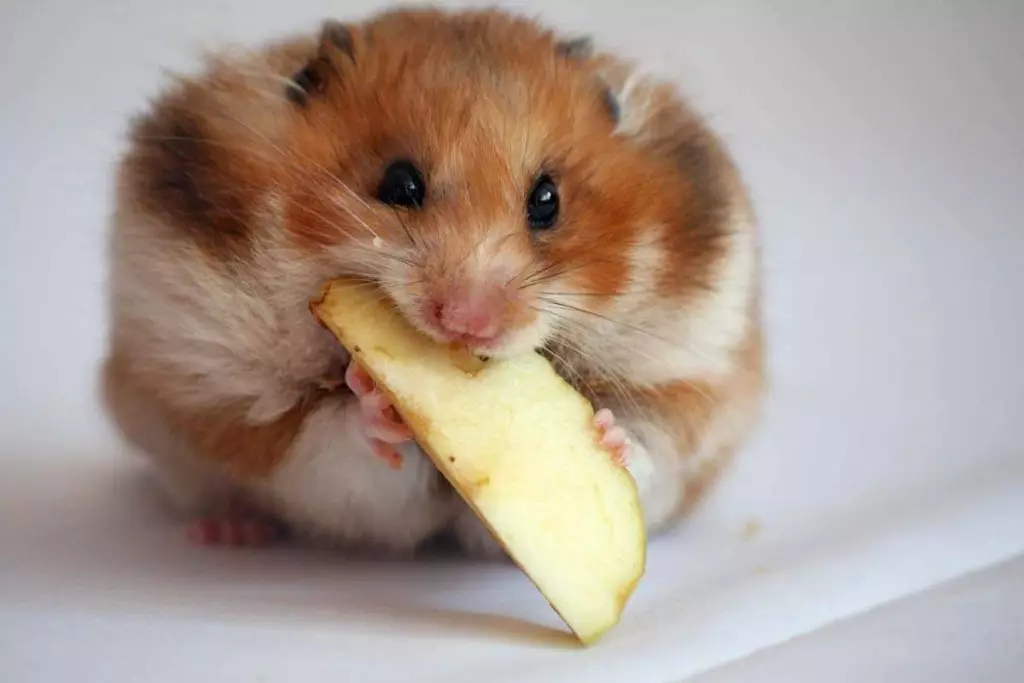 Hamsters zijn erg zuinige dieren.