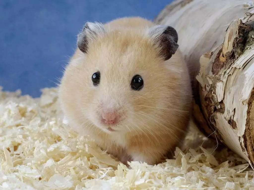 Hamsters zijn landdieren, sommige soorten zwemmen goed en krijgen lucht in hun wangzakken.