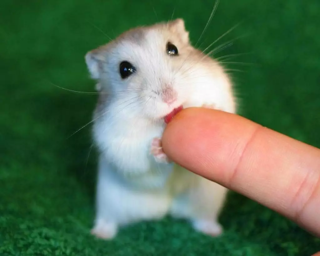 Ọchịchọ nke hamster bara uru nke ukwuu.